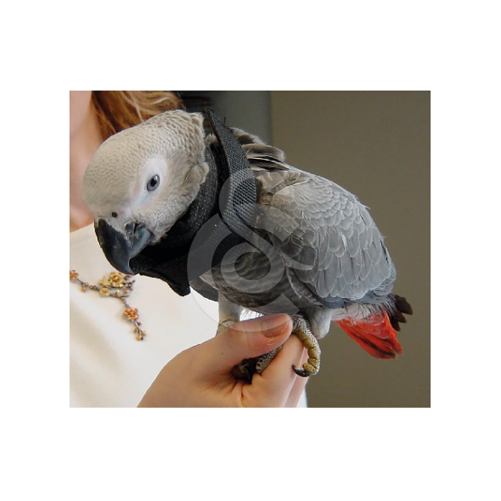 Collier Lune perroquet - placedesvetos.com