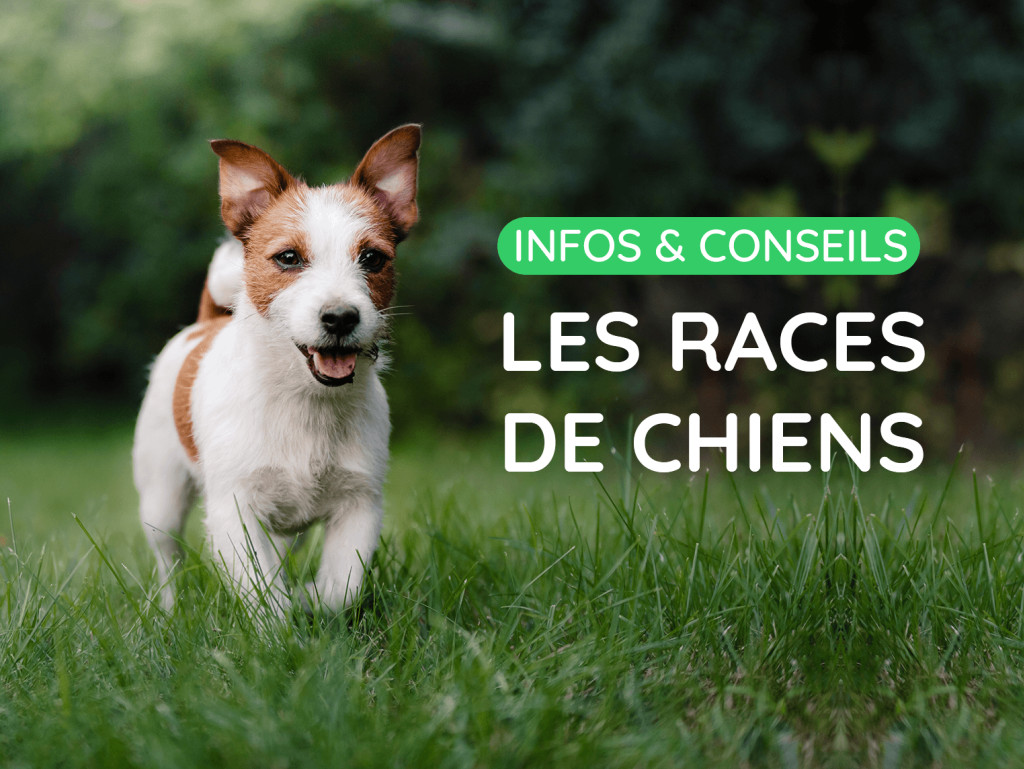 Infos & conseils : Quelle race de chien est faite pour vous