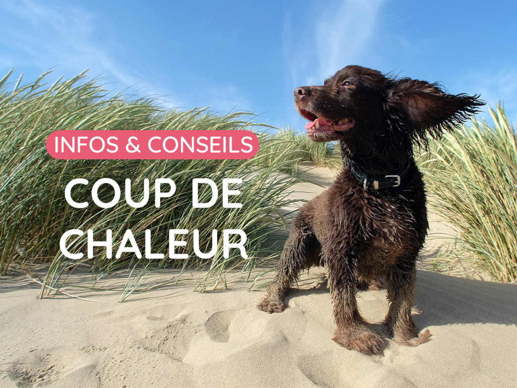 Coup de chaleur de votre animal : comment le reconnaitre et que faire